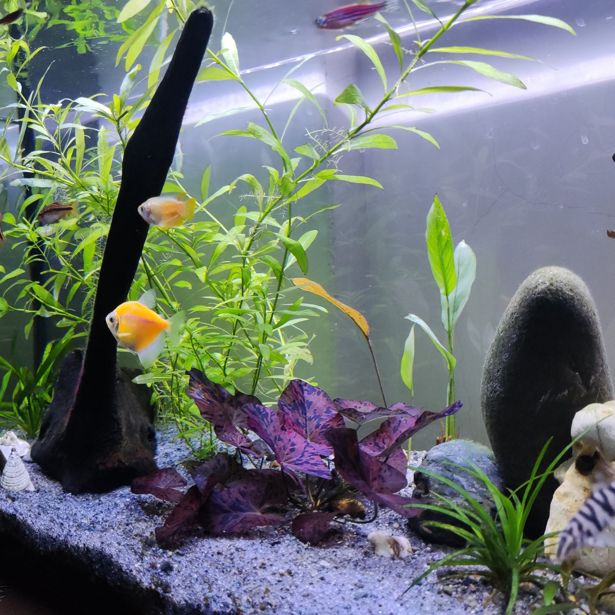 What Are the Different Aquarium Types: Tank Setups Explained