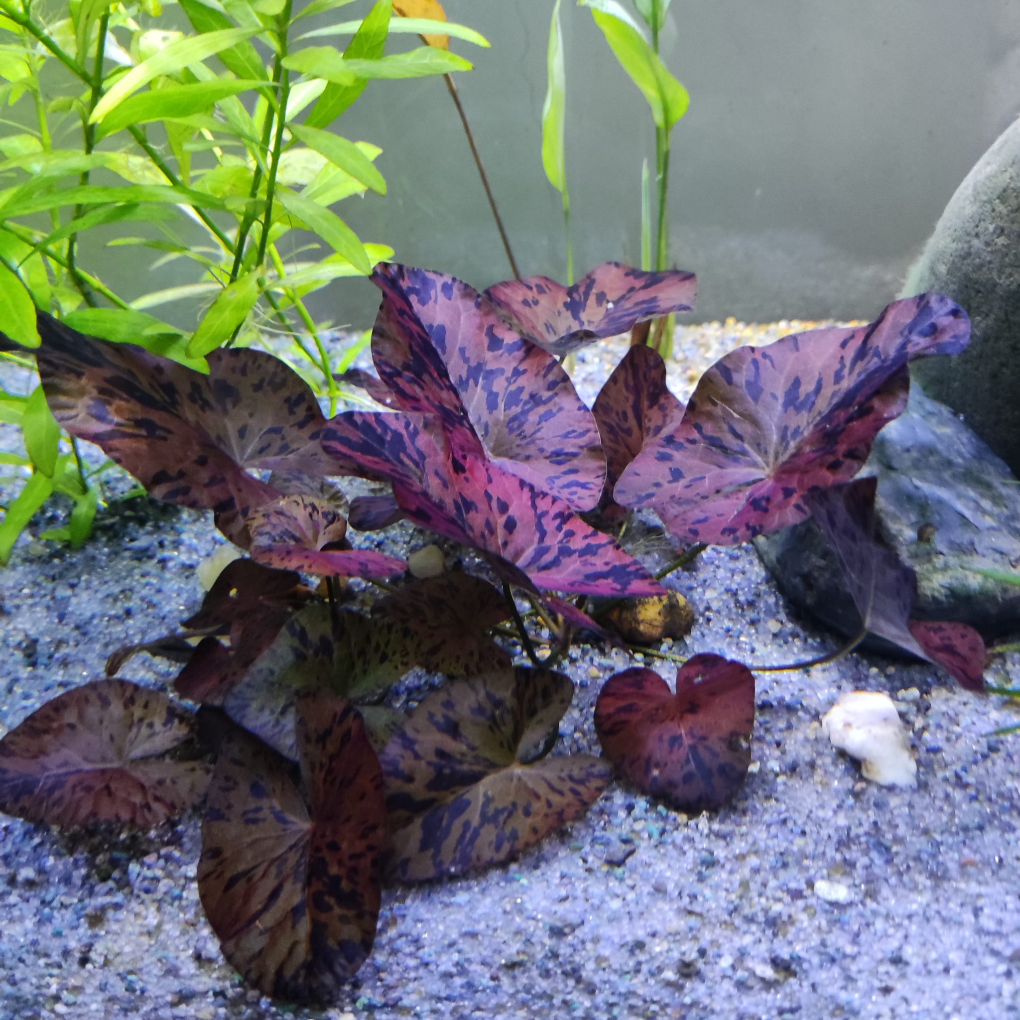 What Are the Different Aquarium Types: Tank Setups Explained