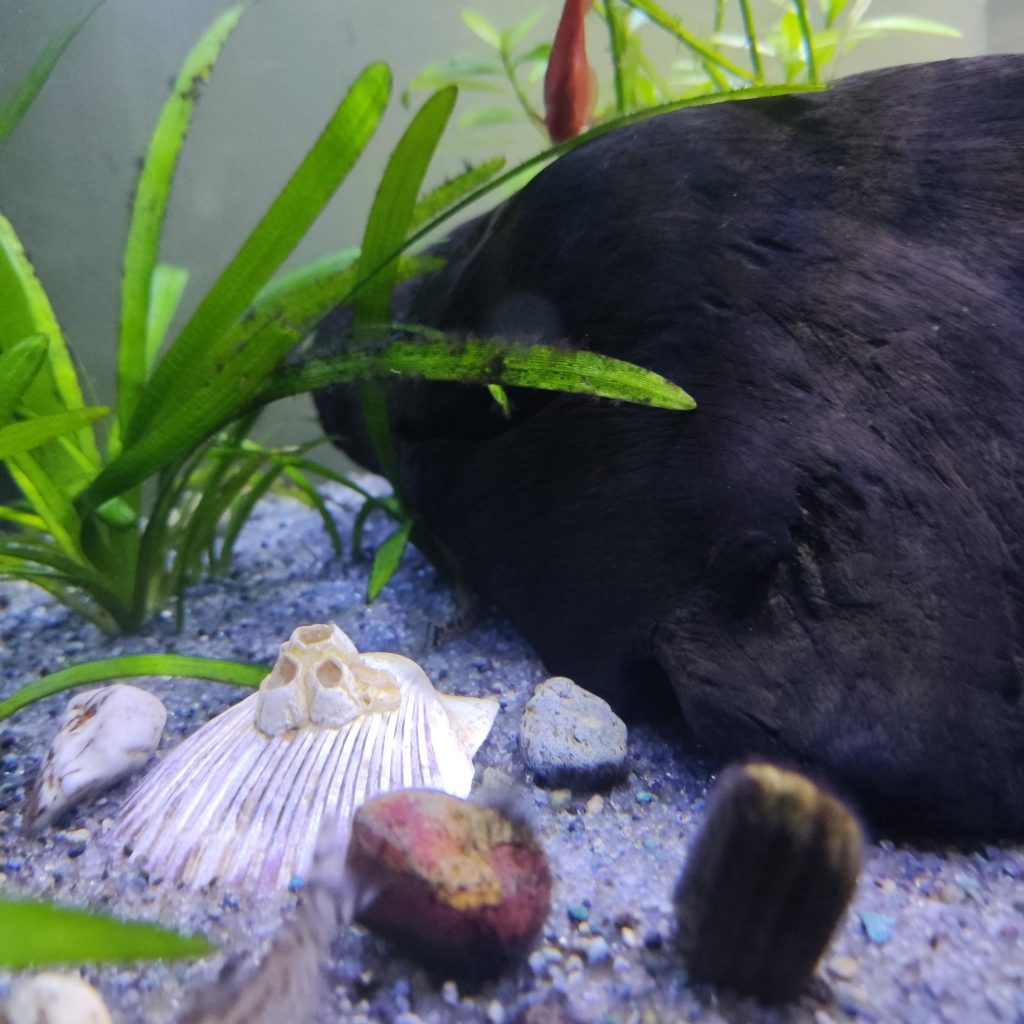 What Are the Different Aquarium Types: Tank Setups Explained