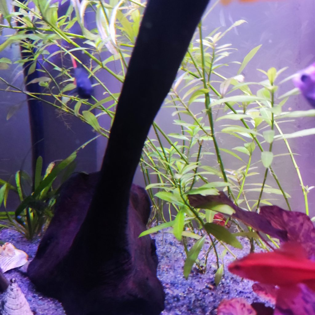 How to Remove Tannins from Aquarium Water: 5 Easy Ways