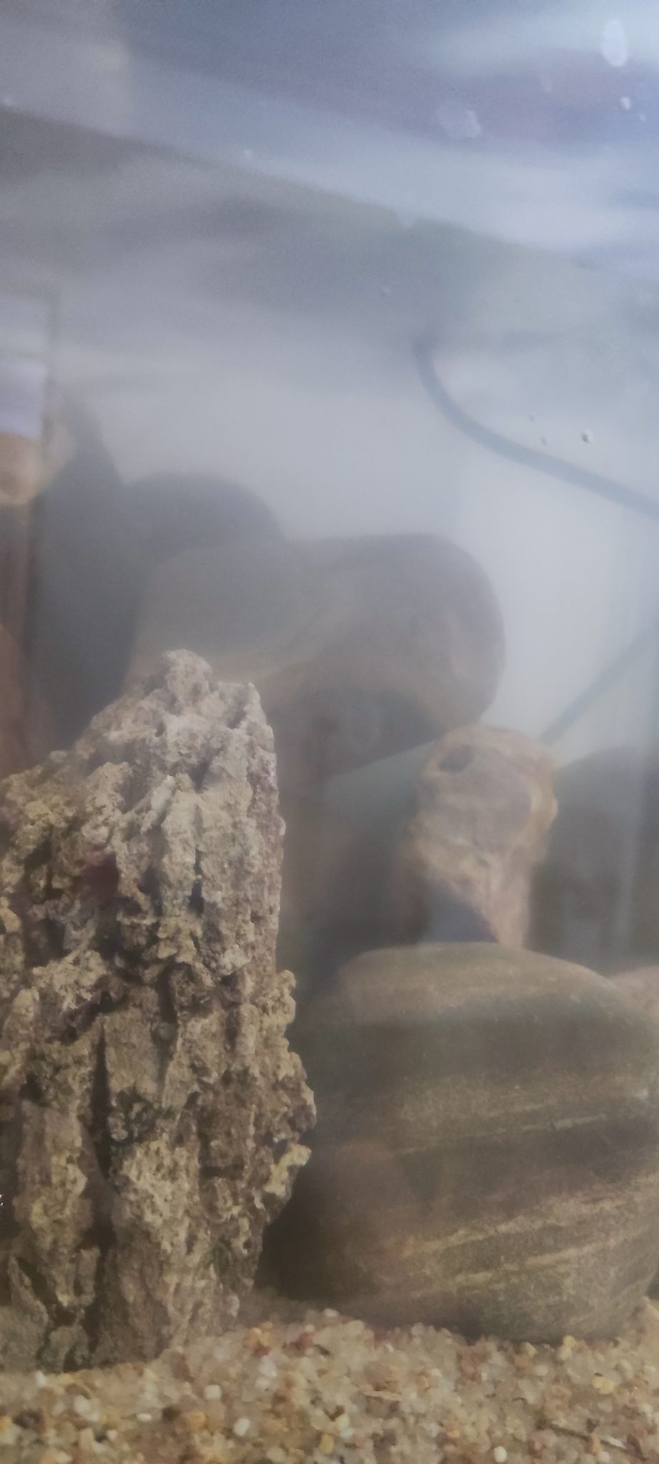 How Can I Play with My Fish: Simple Tricks and Training Steps