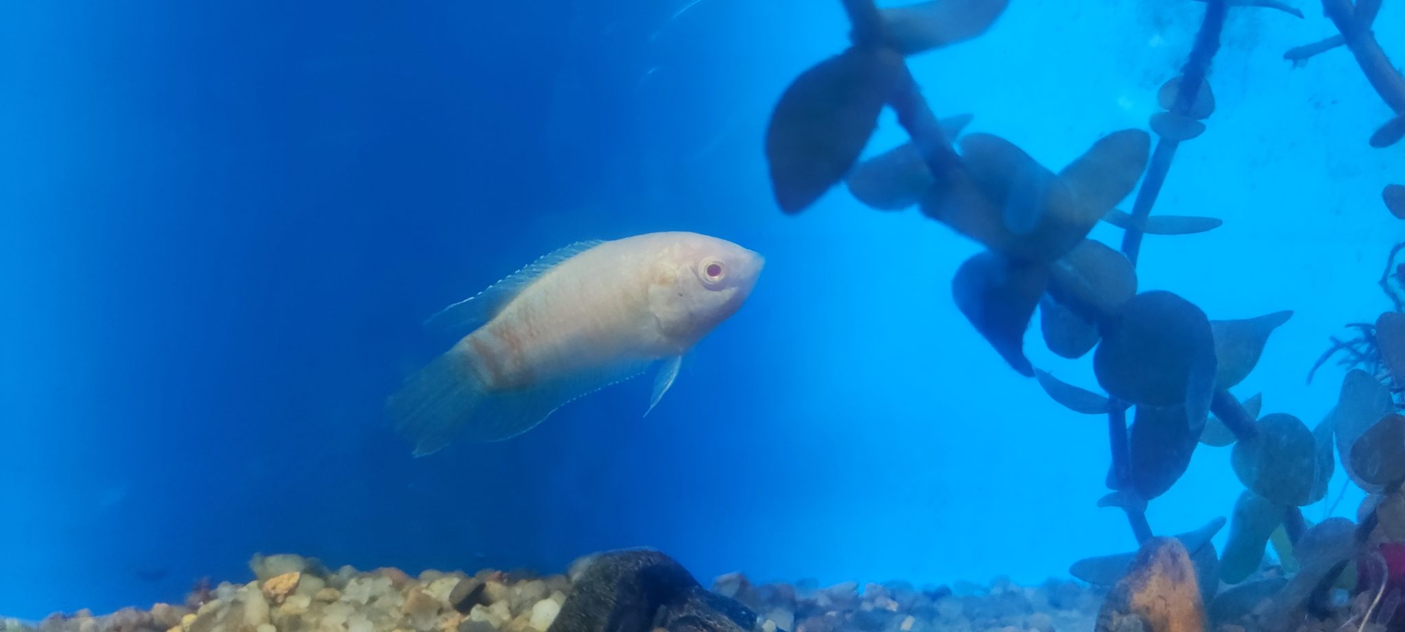 Are My Fish Happy? 6 Behavioral Signs of Healthy Fish