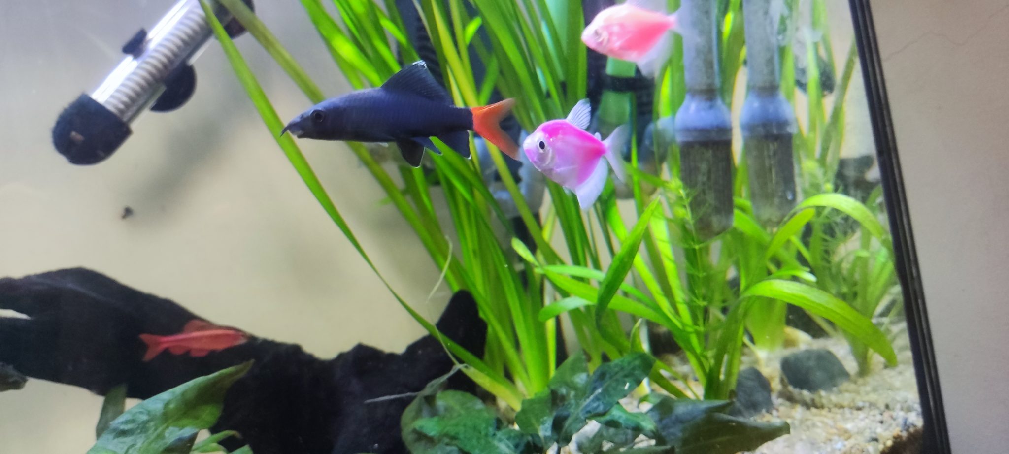 What Does a Fish in Shock Look Like and How to Save It