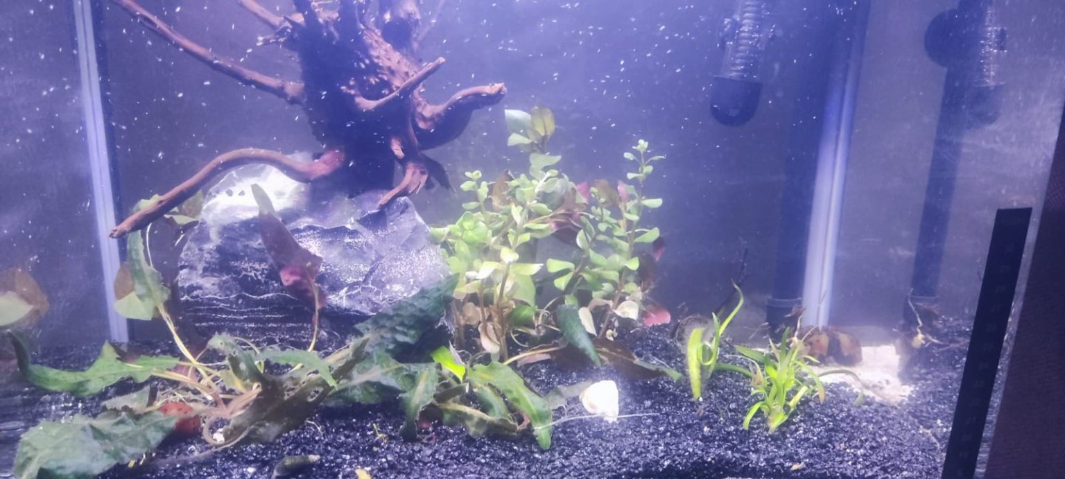 What Is New Tank Syndrome: Cause, Symptoms, Solutions