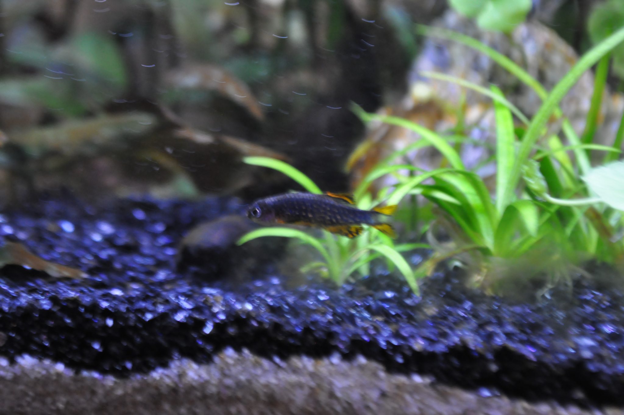 Zebra Danio Care Guide: Tank Setup, Mates, Illnesses, and Breeding