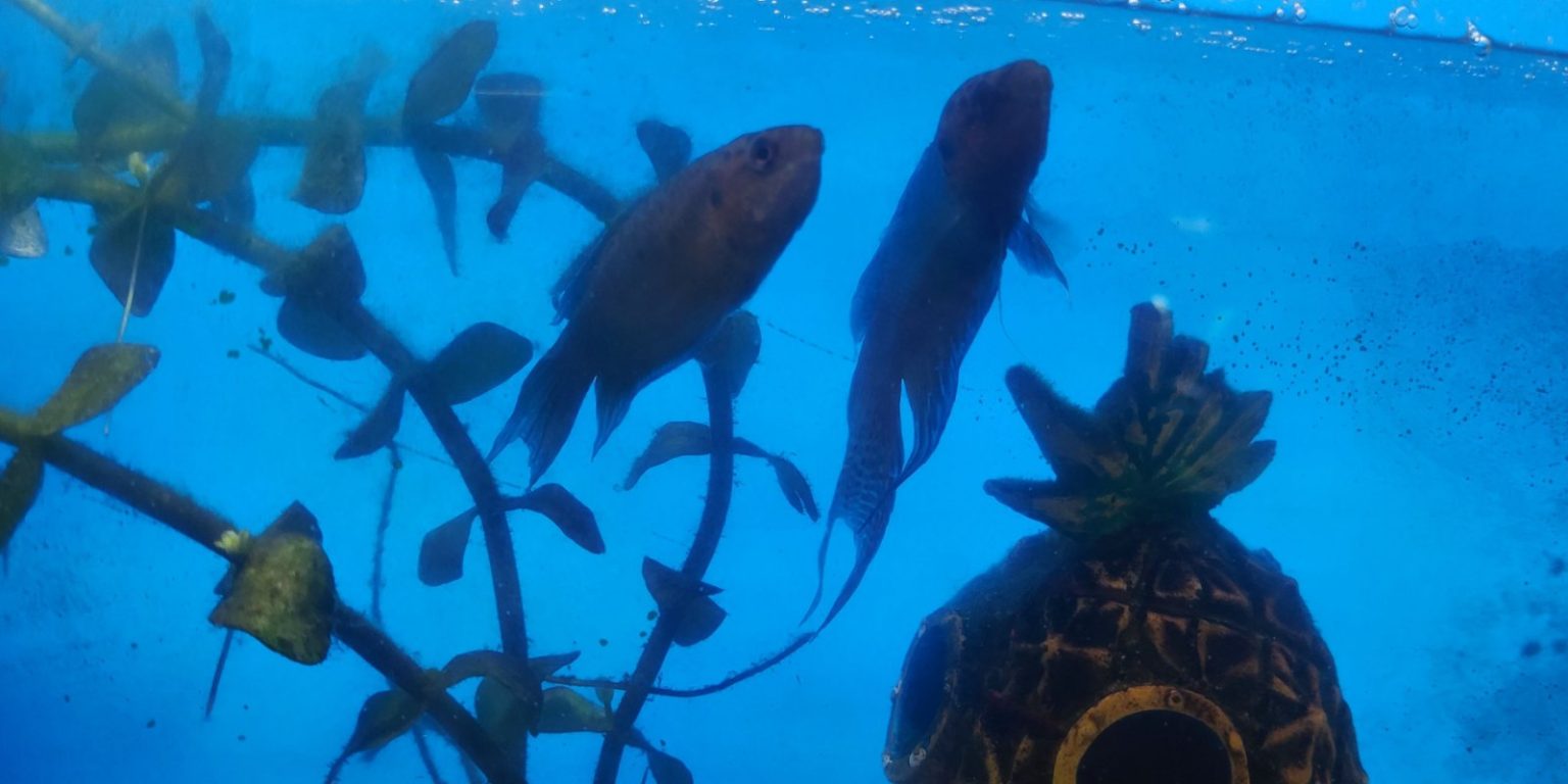 Can Fish See Water? Fish Vision and Other Curiosities